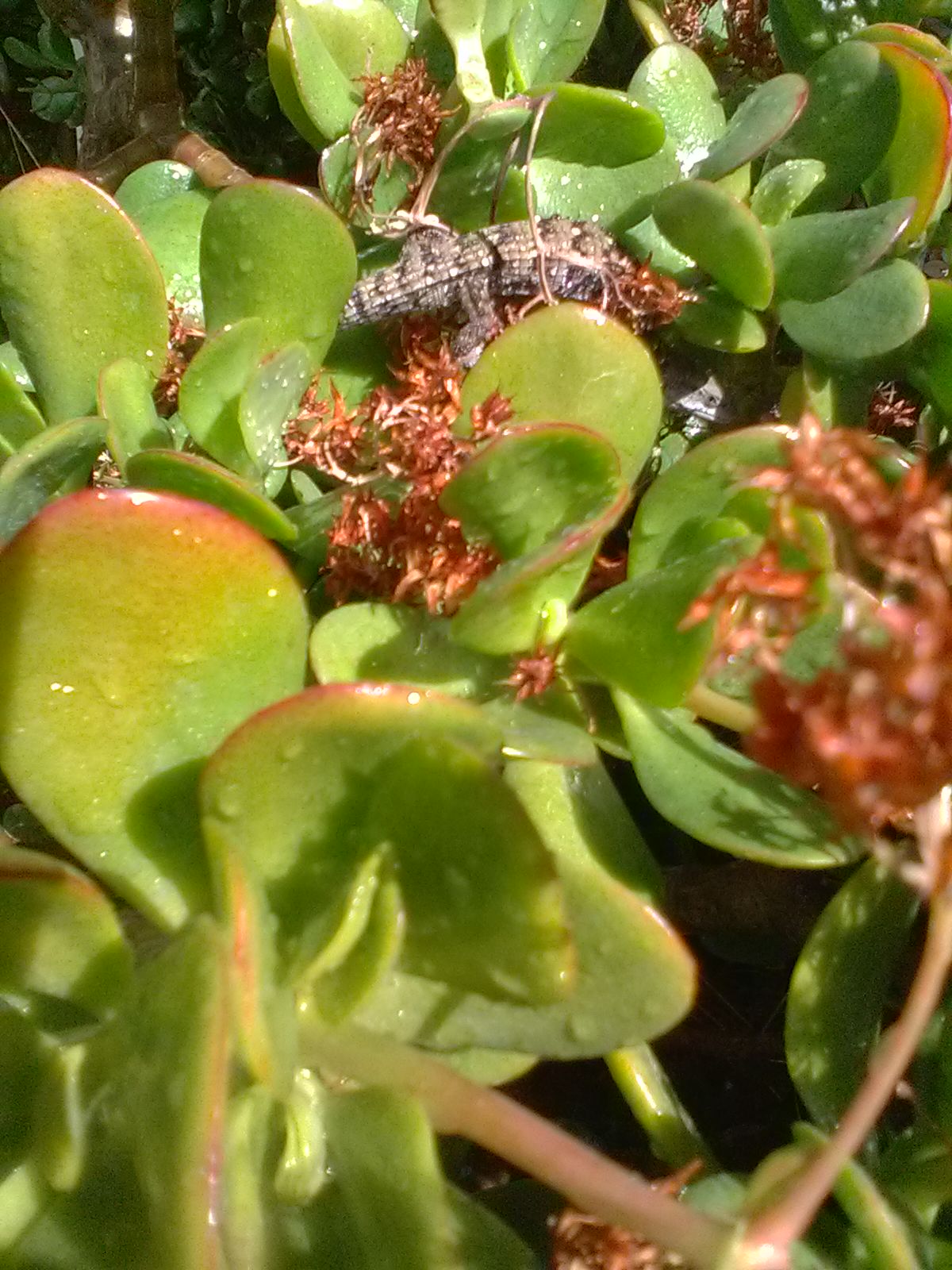 “THE SPIGOT”: The Jade Plant’s Zodiac Sign (The Lizard) | Koan Kinship ...