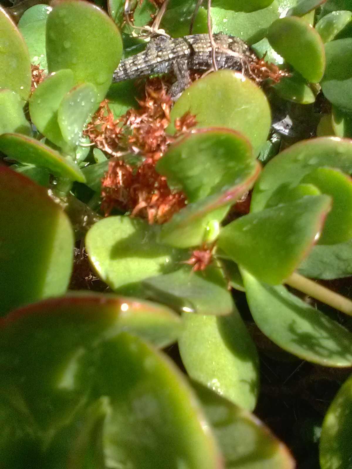 “THE SPIGOT”: The Jade Plant’s Zodiac Sign (The Lizard) | Koan Kinship ...